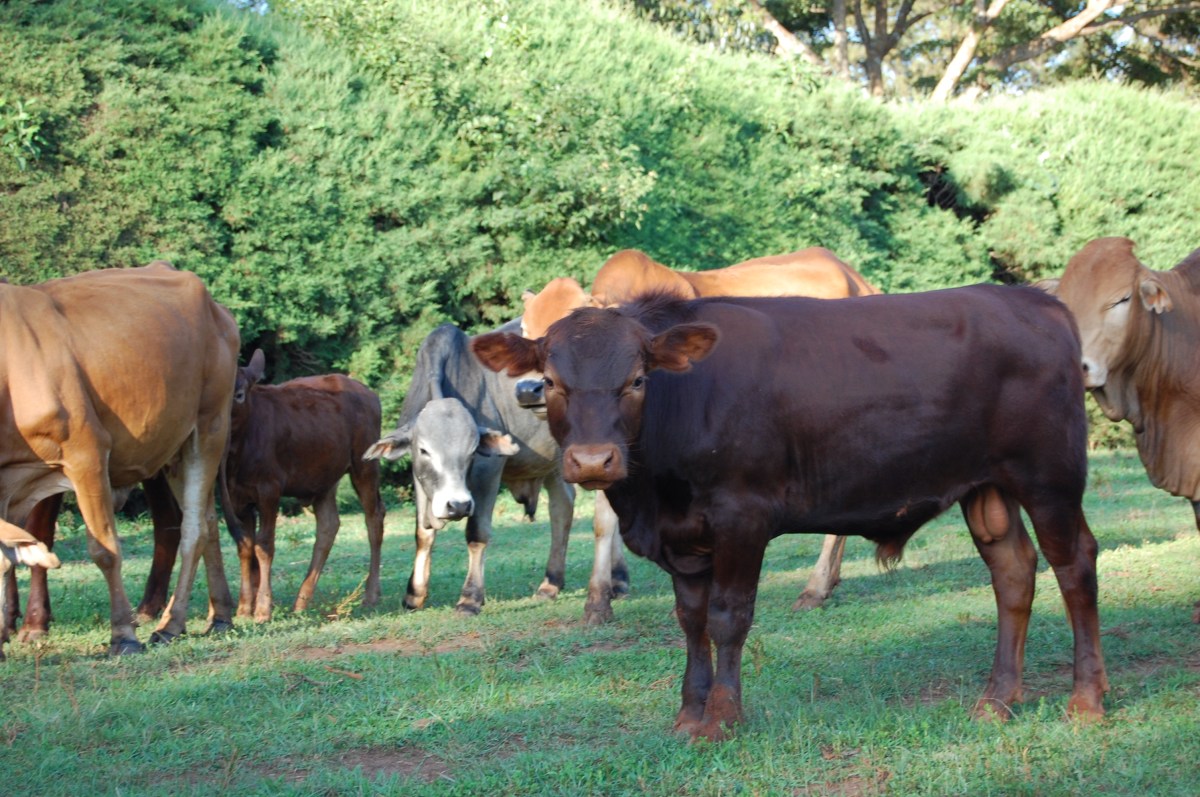 Red Poll Cattle – JS-Malomonye Ranch