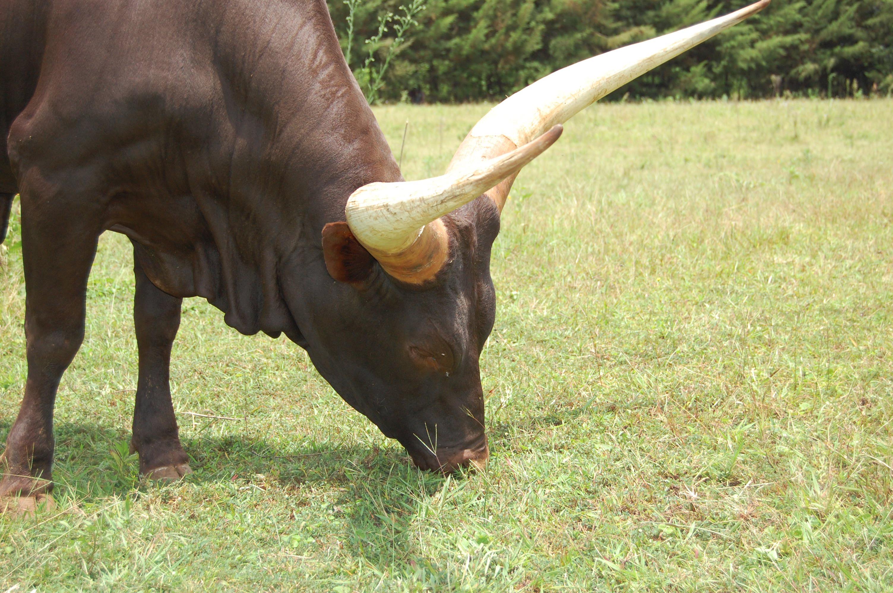 Red Poll Cattle – JS-MALOMONYE BEEF RANCH